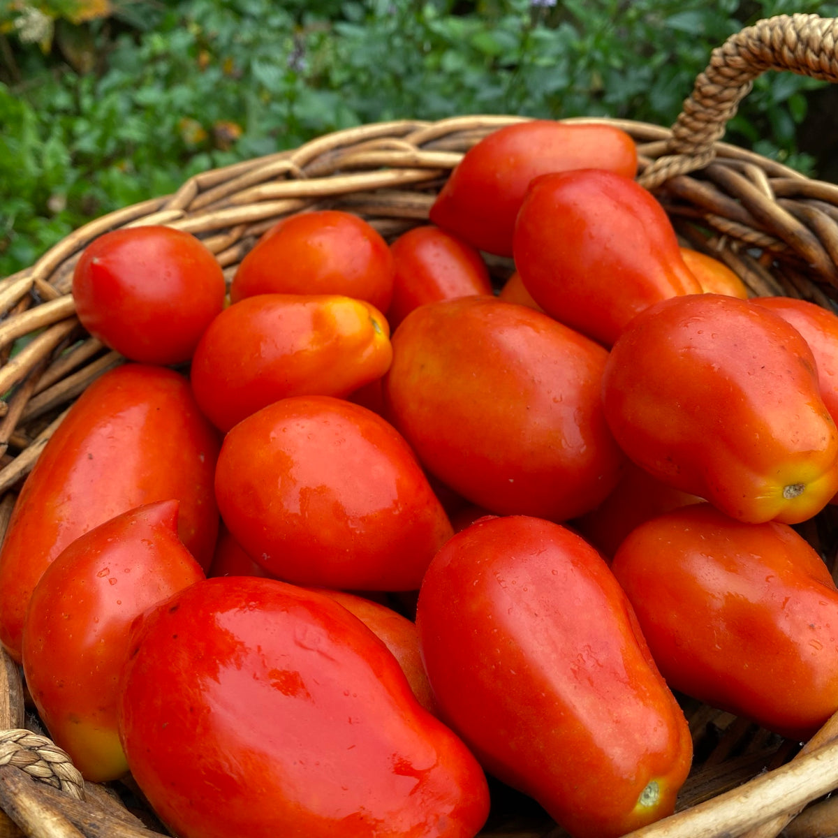 Tomate en mélange italienne Bio (semences) – Enracinés