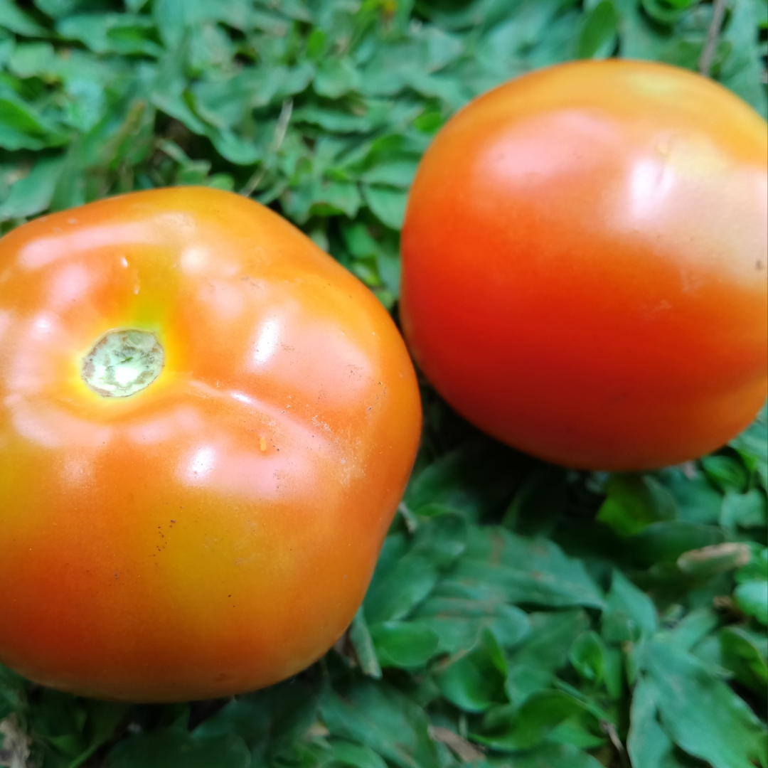 Tomate standard rouge 'Merveille des Marchés' (plant BIO) – Enracinés