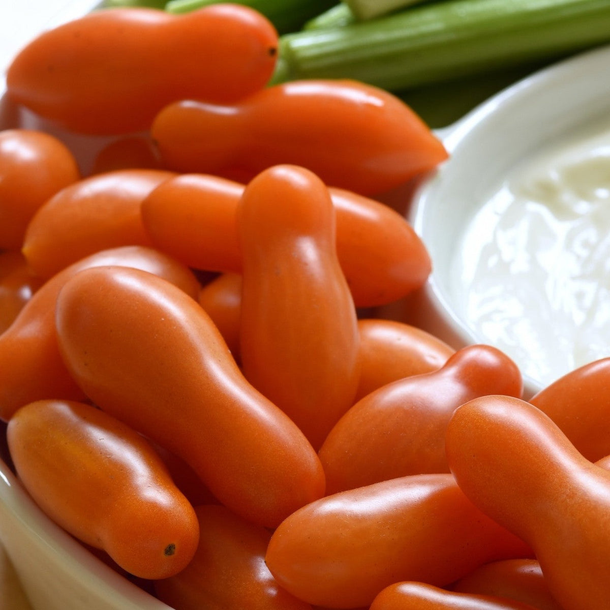Tomate cerise raisin 'Sun Dipper' (plant BIO) – Enracinés