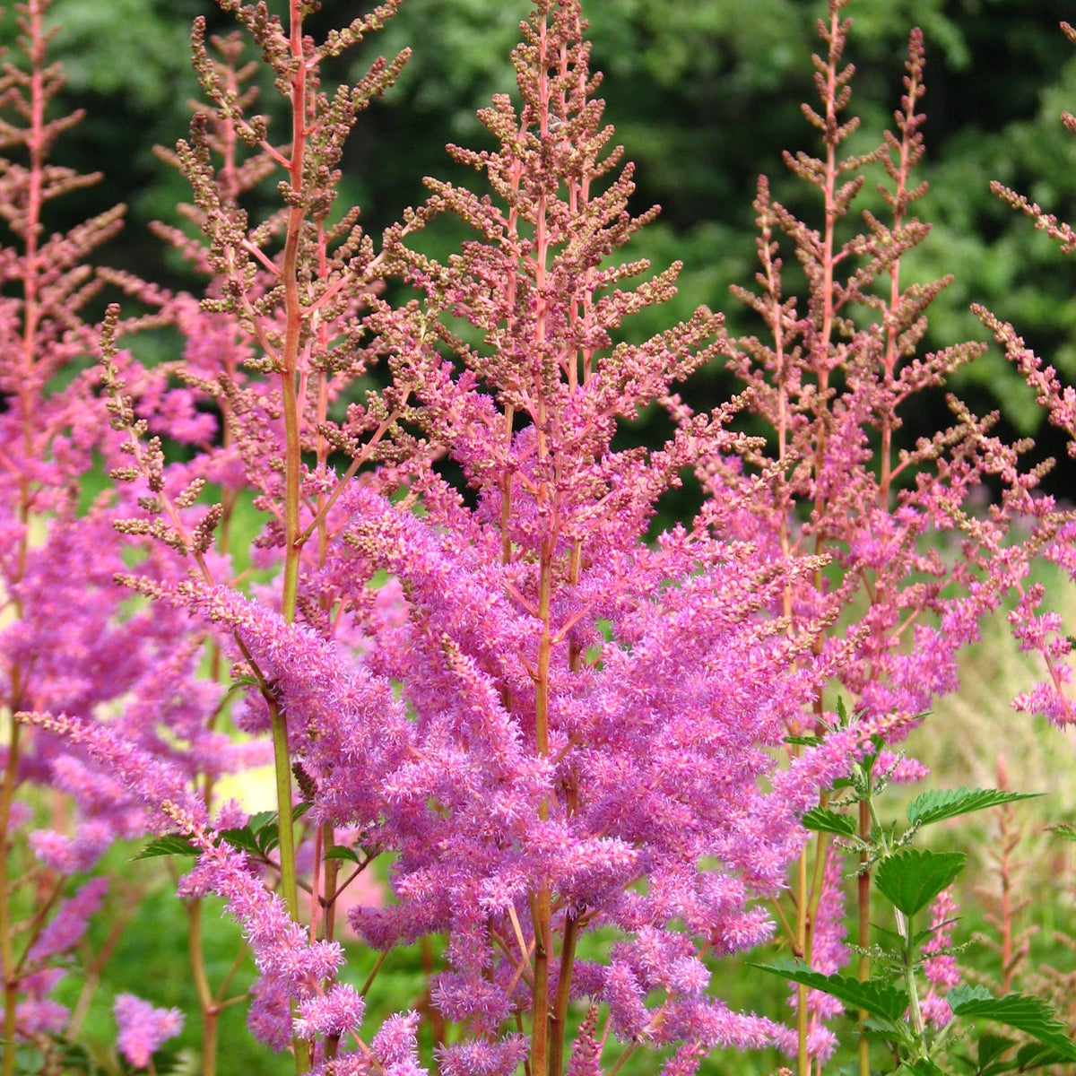 Astilbe Amethyst - Astilbe arendsii 'Amethyst' – Enracinés