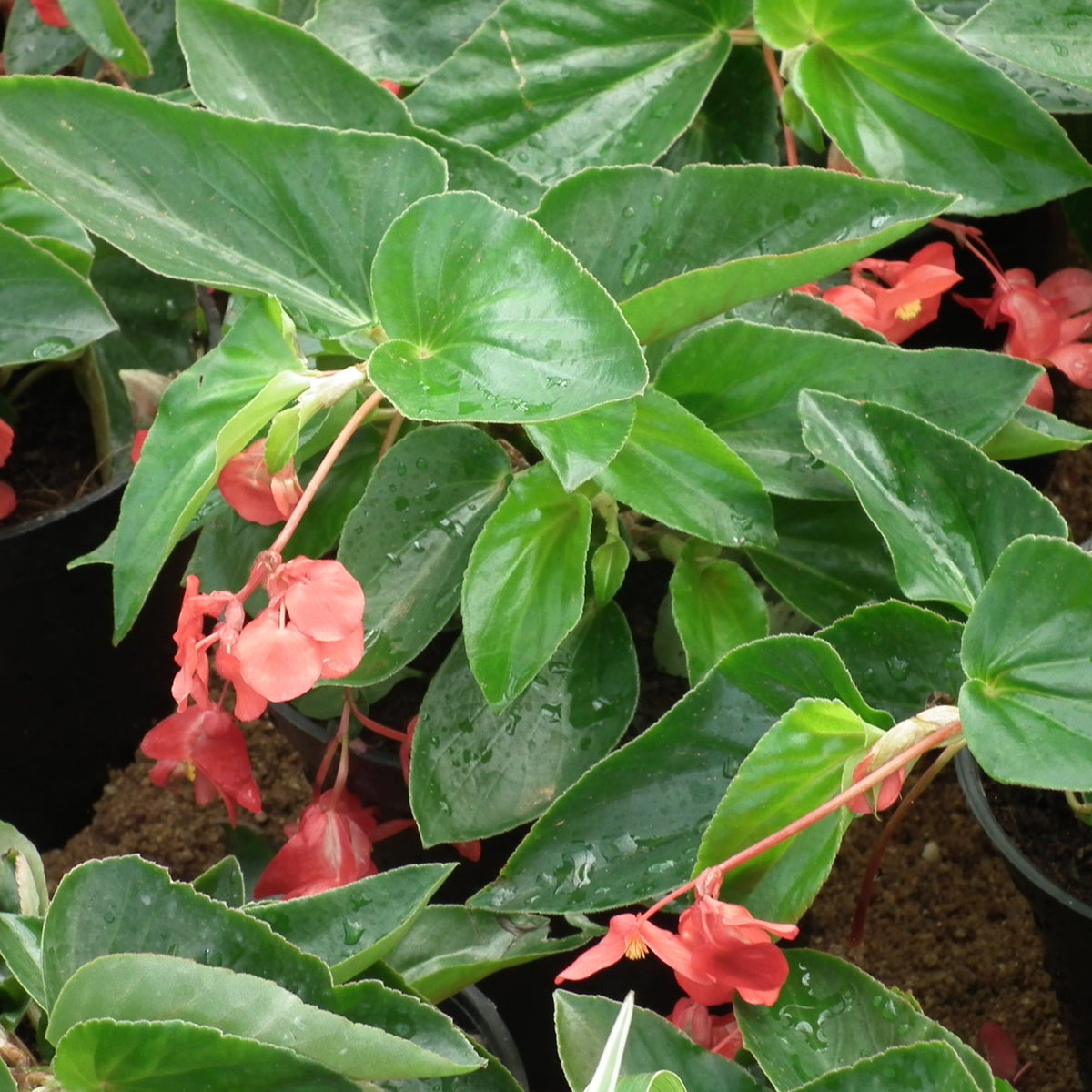 Bégonia Dragon Wing - Begonia 'Dragon Wing' – Enracinés