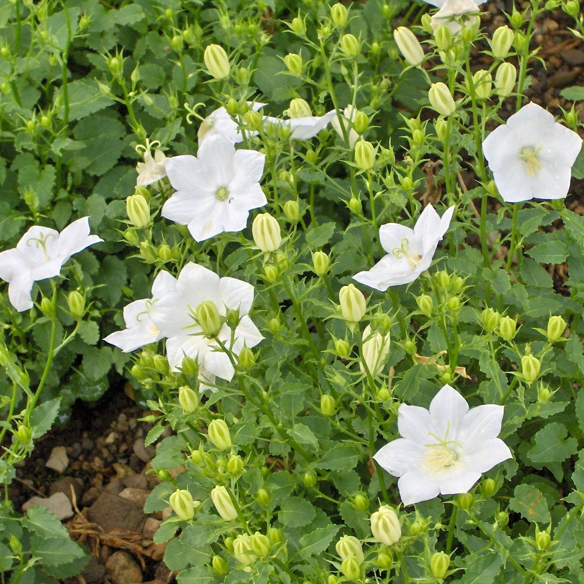 Campanule Rapido White - Campanula carpatica 'Rapido White' – Enracinés