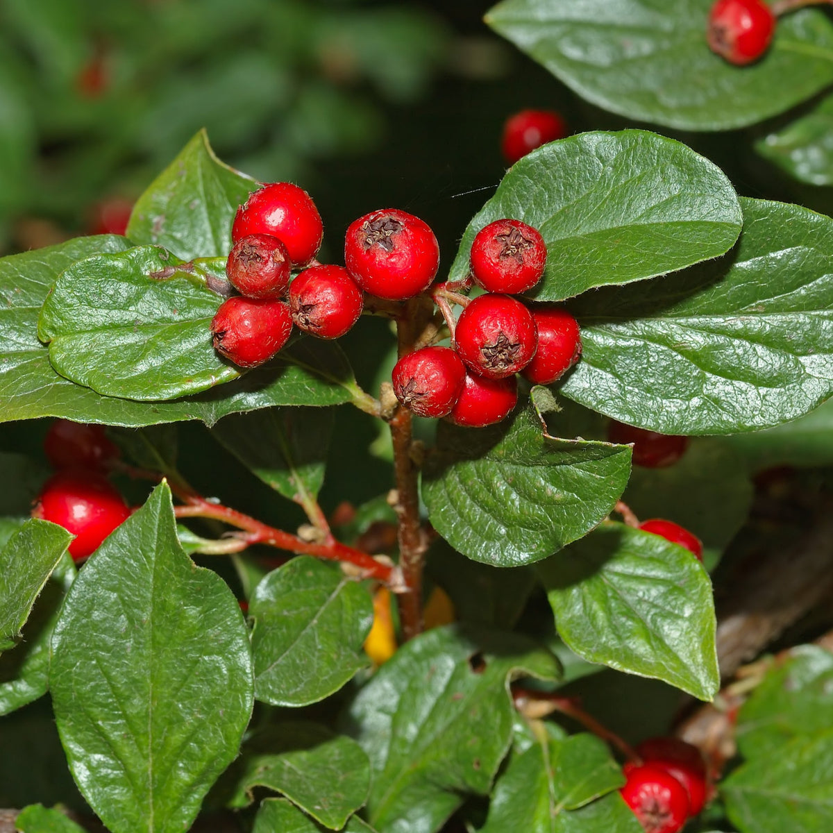 Cotonéastre de Pékin - Cotoneaster acutifolius (lucidus) – Enracinés