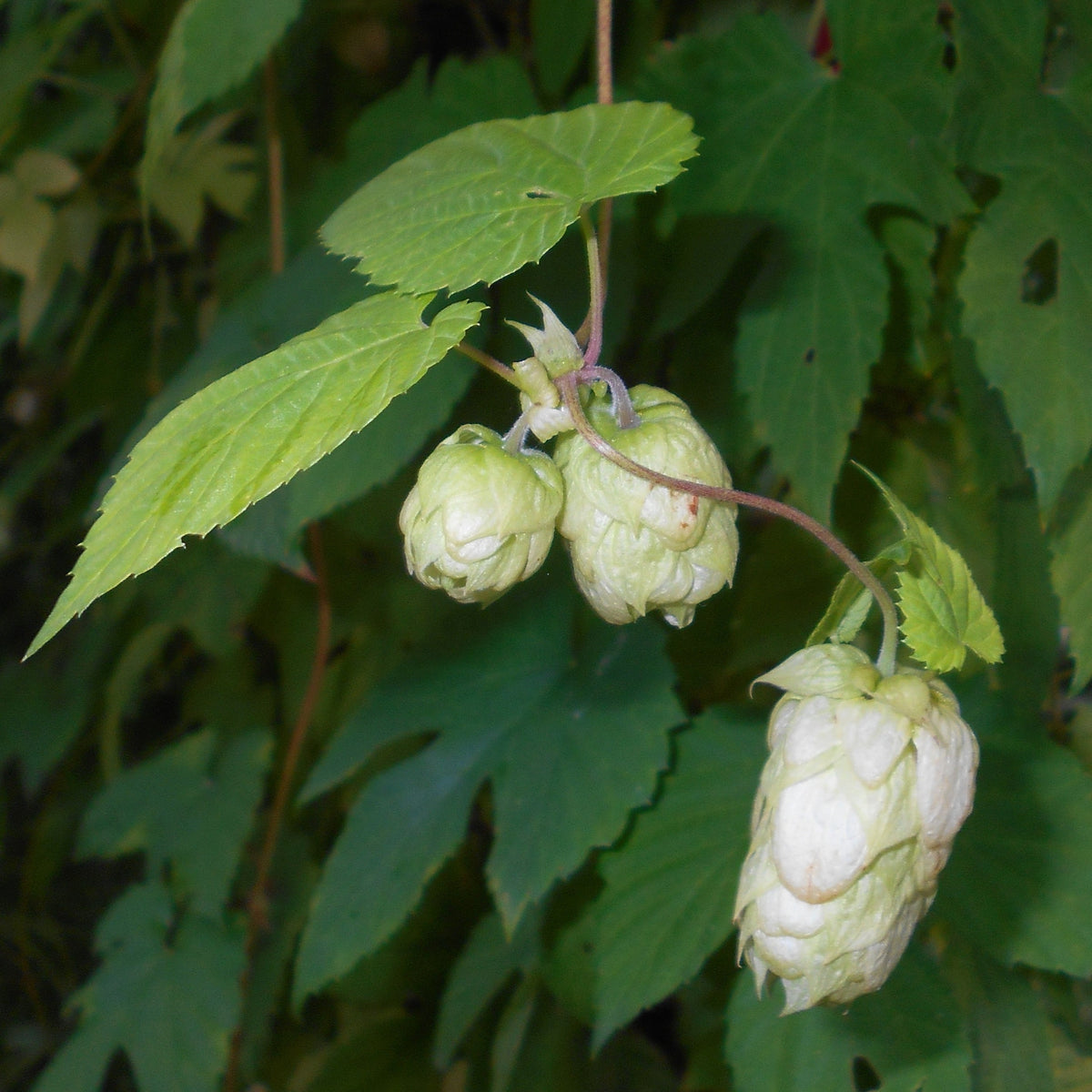Houblon doré - Humulus lupulus 'Aureus' – Enracinés