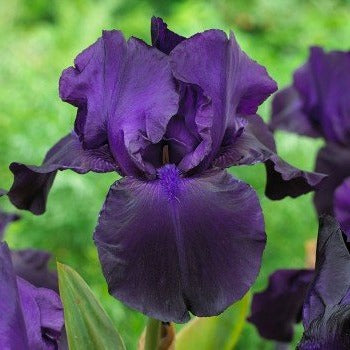Iris nain Demon - Iris pumila 'Demon' – Enracinés