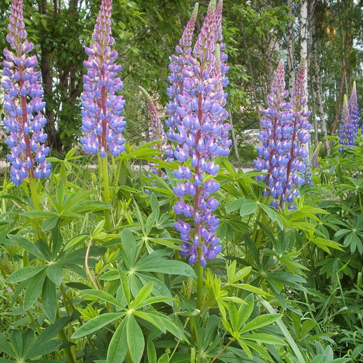 Lupin bleu mini - Lupinus x mini gallery blue – Enracinés