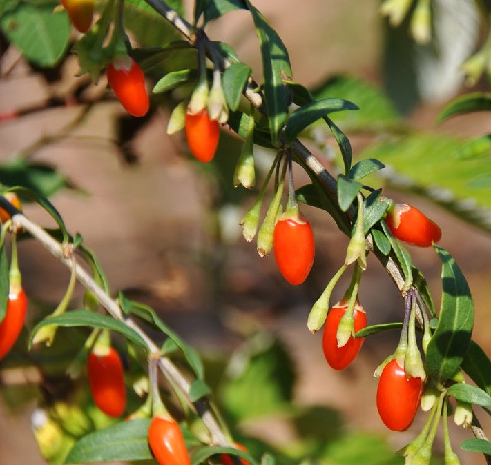 Goji Dynamite - Lycium barbarum 'Dynamite' – Enracinés