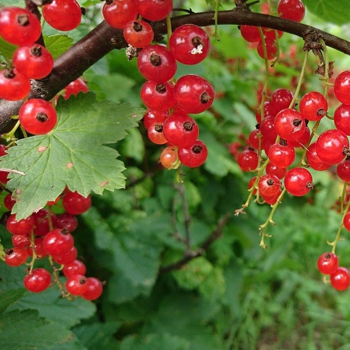 Gadelier rouge Red Lake - Ribes rubrum 'Red Lake' – Enracinés