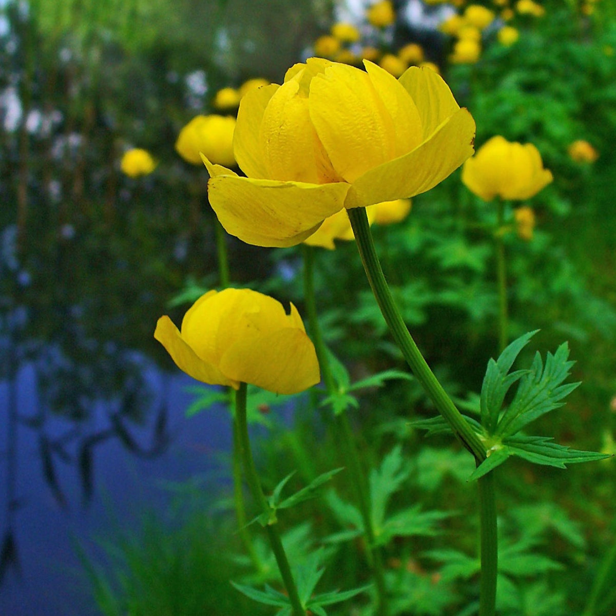 Trolle européen - Trollius europaeus – Enracinés