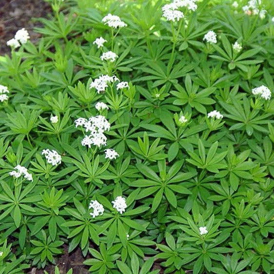 Aspérule (Galium) odorante - Asperula odorata – Enracinés