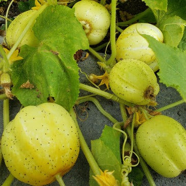 Concombre cornichon 'Citron' (plant BIO) – Enracinés