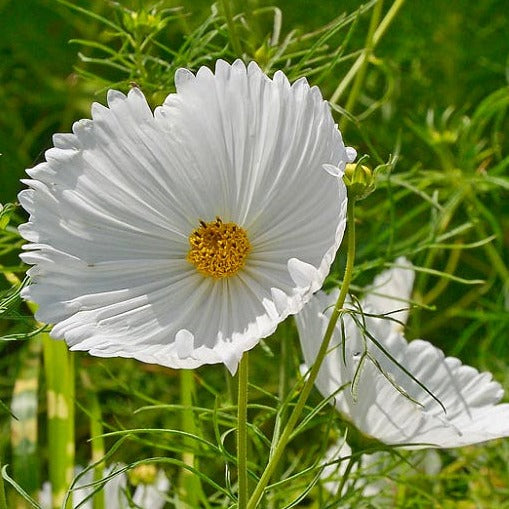 Cosmos Cup Cake - Cosmos bipinnatus 'Cup Cake' – Enracinés