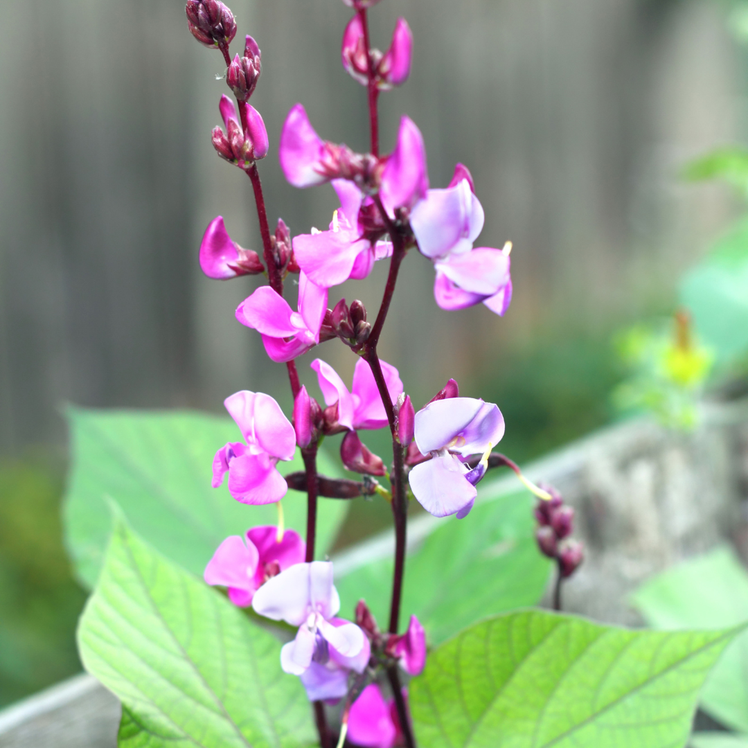 Dolique - Dolichos lablab – Enracinés