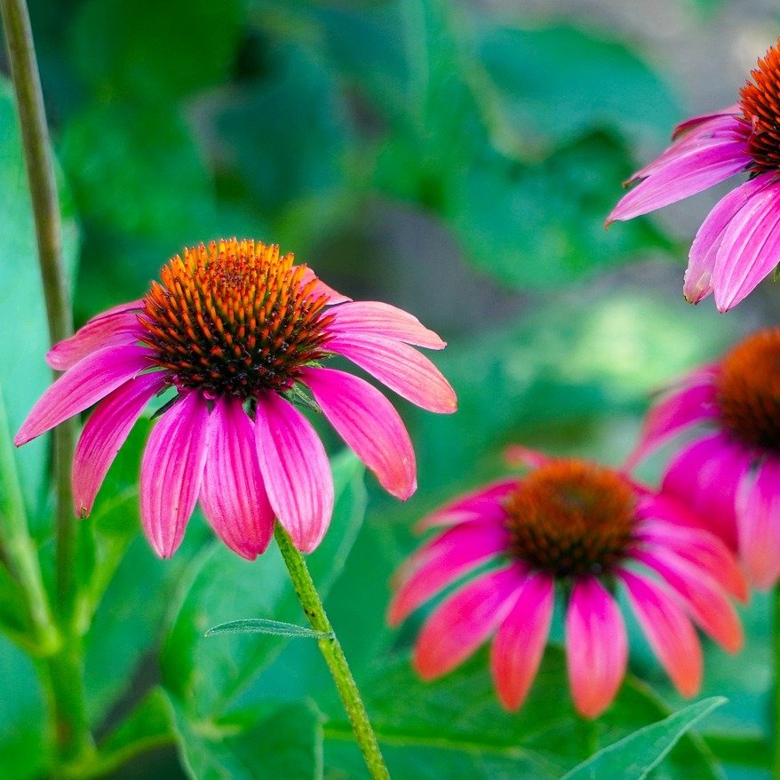Echinacée 'Ruby Star' - Echinacea purpurea 'Ruby Star' – Enracinés