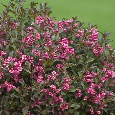 Weigela Very Fine Wine - Weigela florida 'Very Fine Wine' – Enracinés