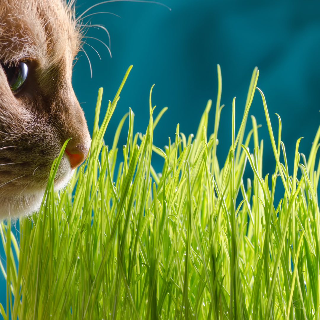 Avoine, herbe pour chat (plant BIO) – Enracinés