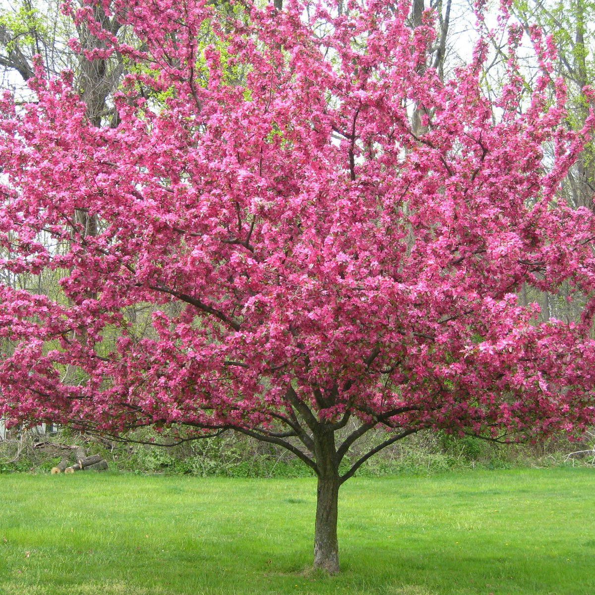 Pommetier Brandywine - Malus 'Brandywine' – Enracinés