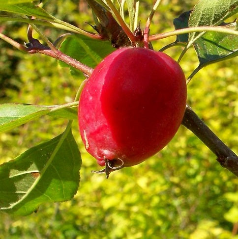 Pommetier Dolgo - Malus 'Dolgo' – Enracinés