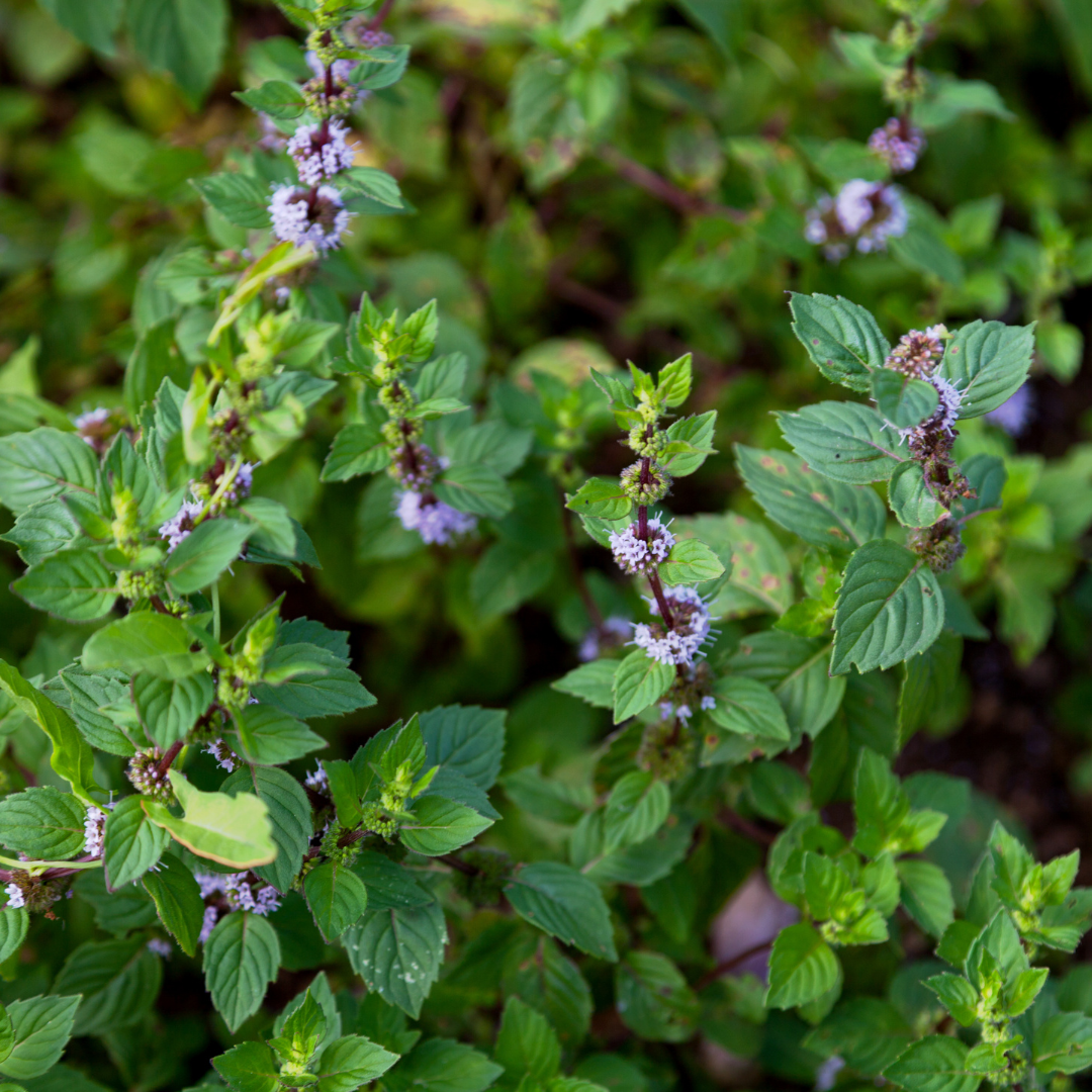 Menthe menthol, du Canada (plant NON-BIO) – Enracinés