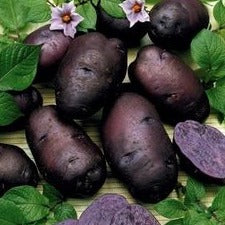 Pomme de terre, Patate de semence bleu – Enracinés