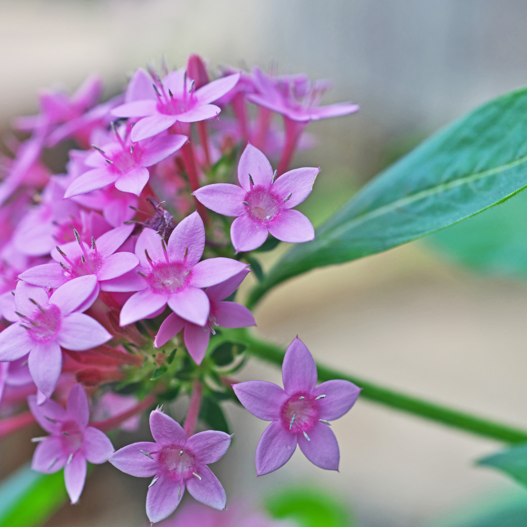 Pentas - Pentas lanceolata – Enracinés