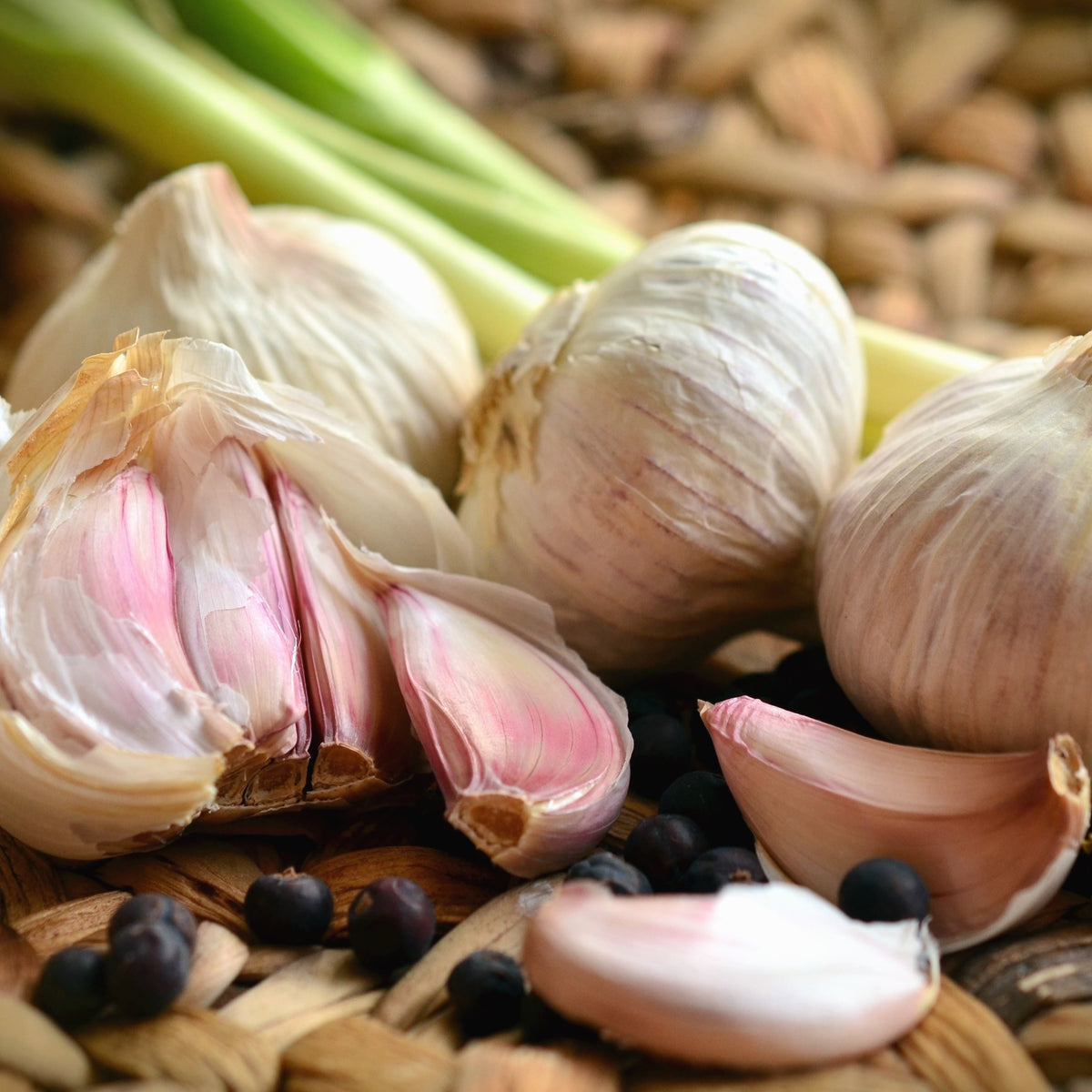 Ail 'Music' (plant BIO) – Enracinés
