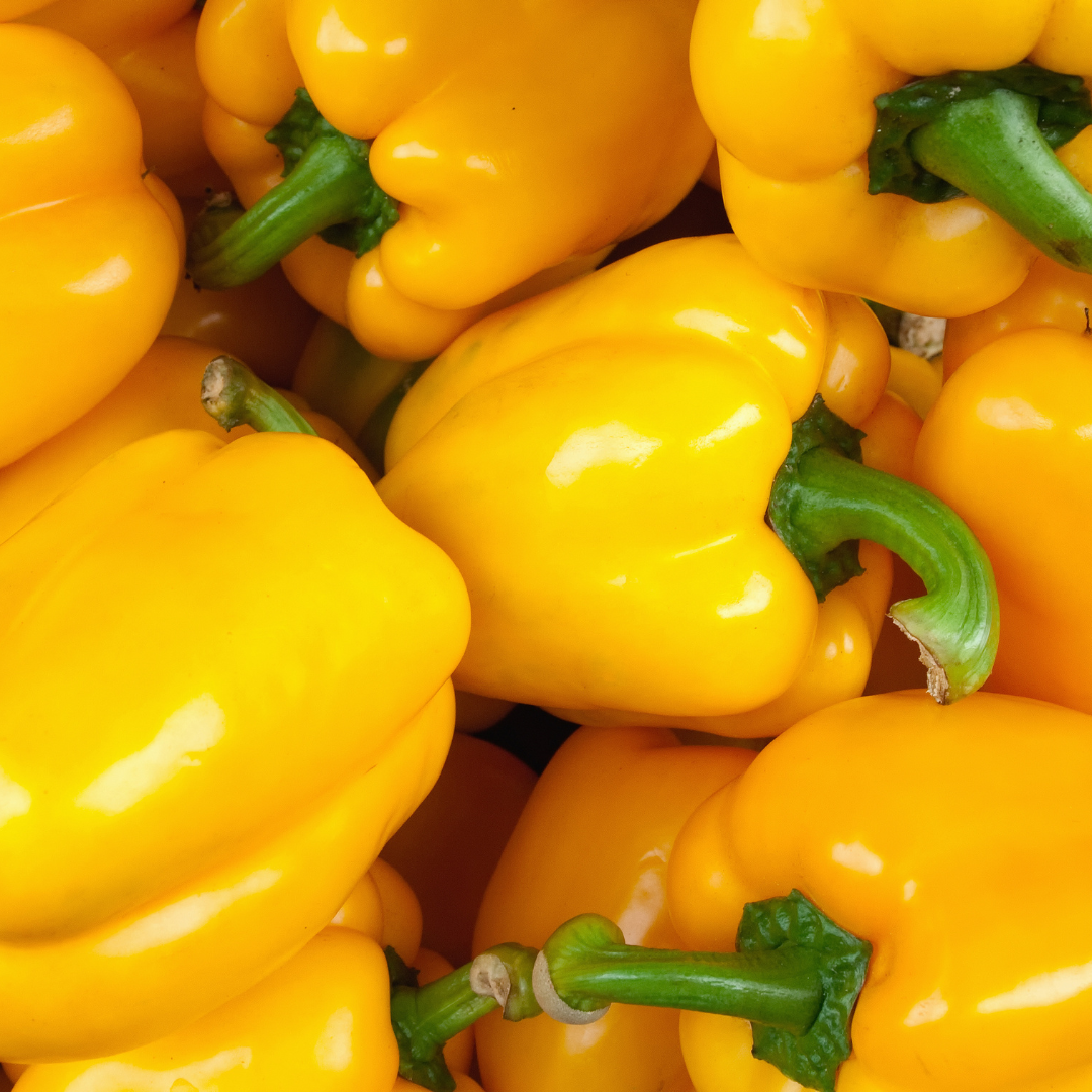Poivron doux jaune (plant BIO) – Enracinés