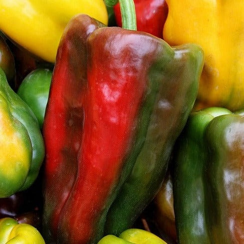 Poivron doux 'Candy Cane' (plant BIO) – Enracinés