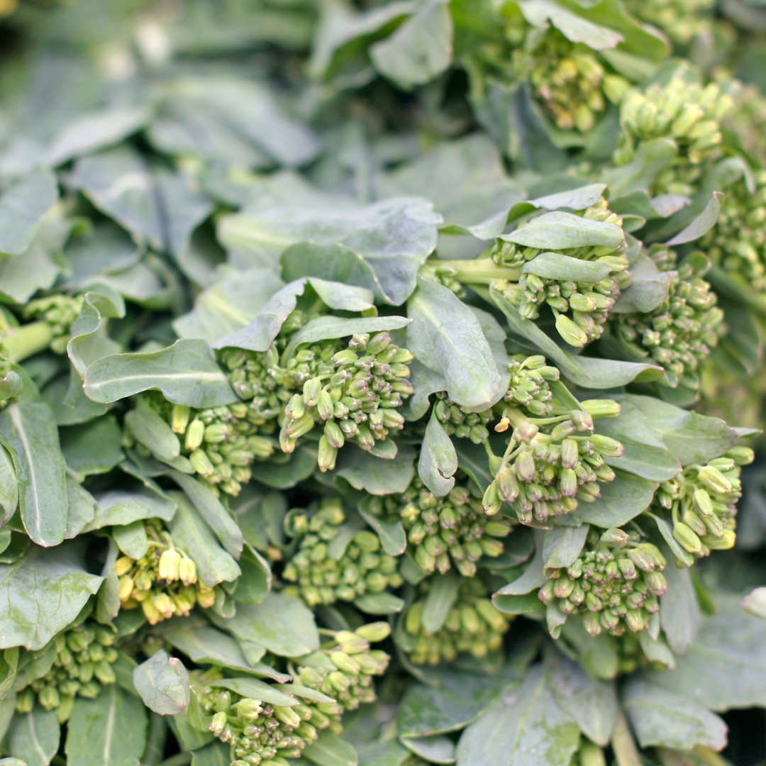 Rapini (plant BIO) – Enracinés