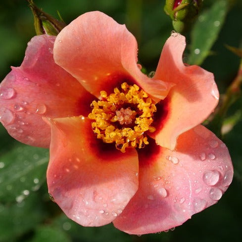 Rosier Ringo All-Star - Rosa 'Ringo All-Star' – Enracinés