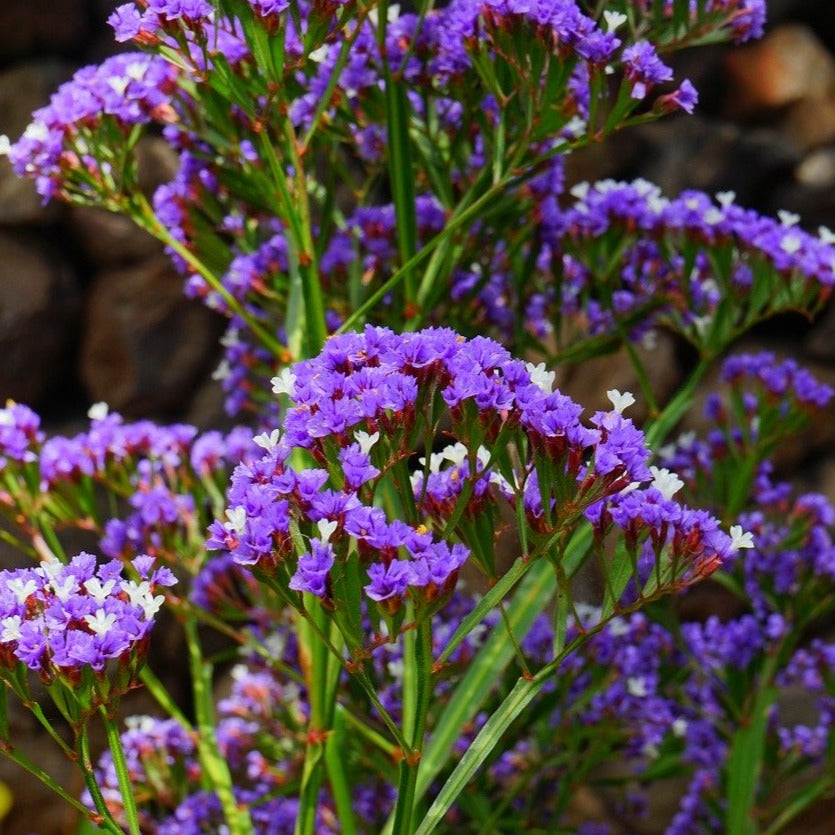 Statice Seeker Blue - Statice 'Seeker Blue' – Enracinés