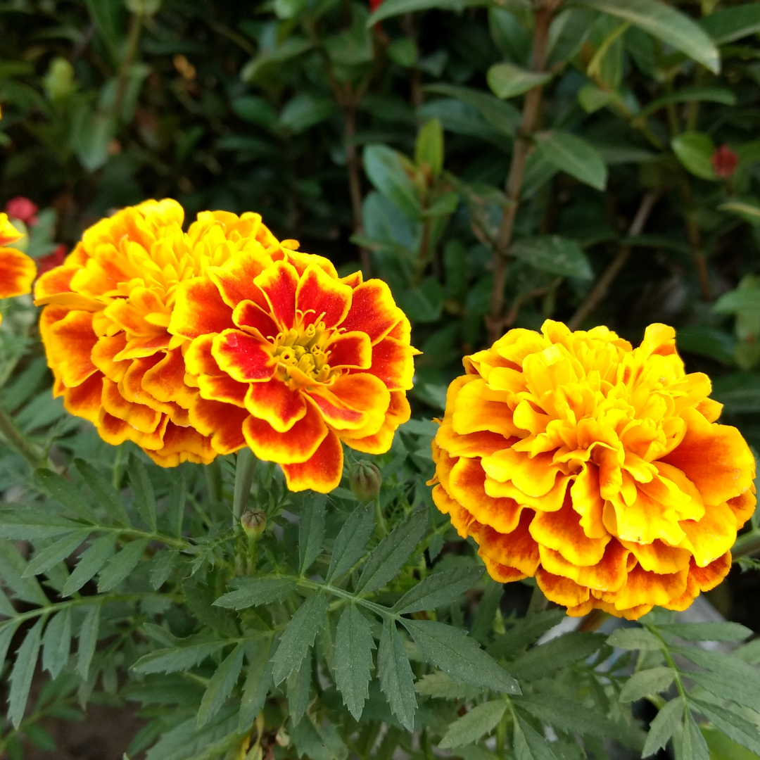 Oeillet d'inde Durango Bolero - Tagetes Durango Bolero – Enracinés