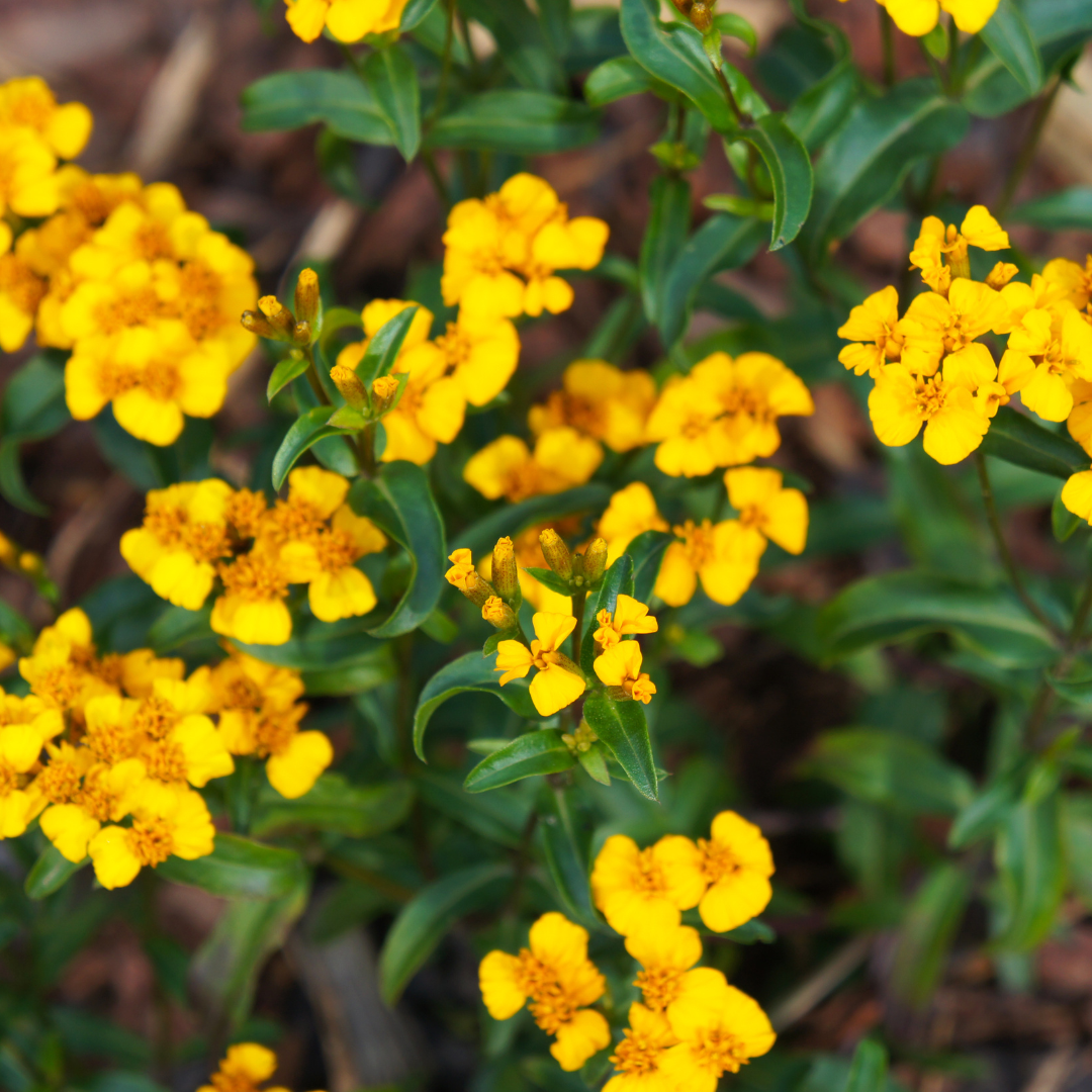 Estragon mexicain - Tagetes lucida (plant BIO) – Enracinés