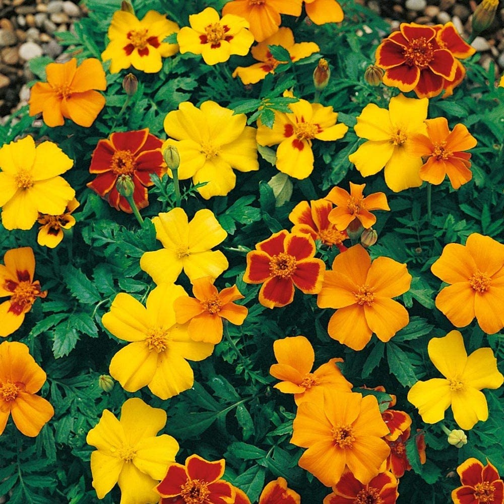 Oeillet d'inde Disco Mix (plant BIO) – Enracinés