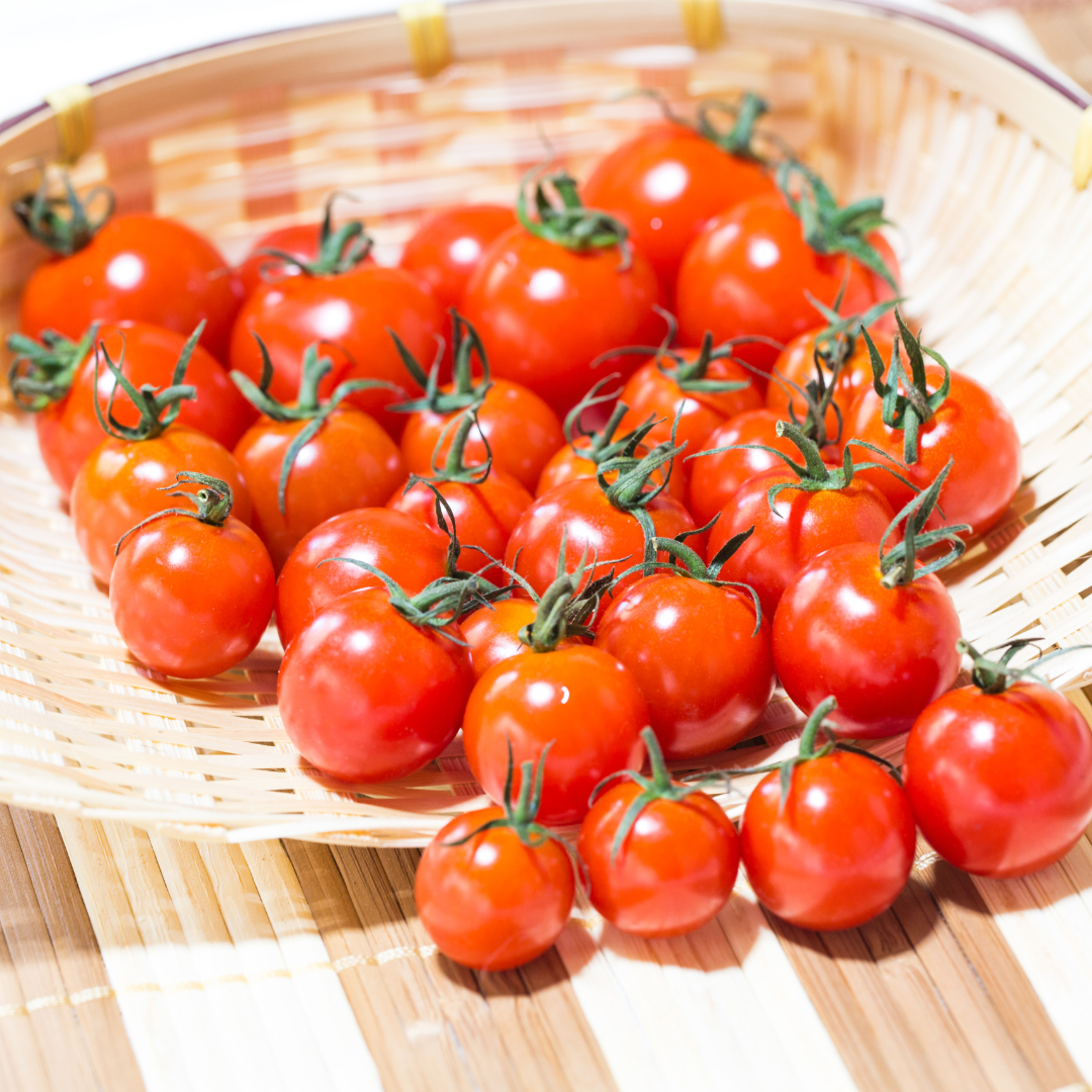 Tomate cerise bonbon rouge 'Candyland' (plant BIO) – Enracinés