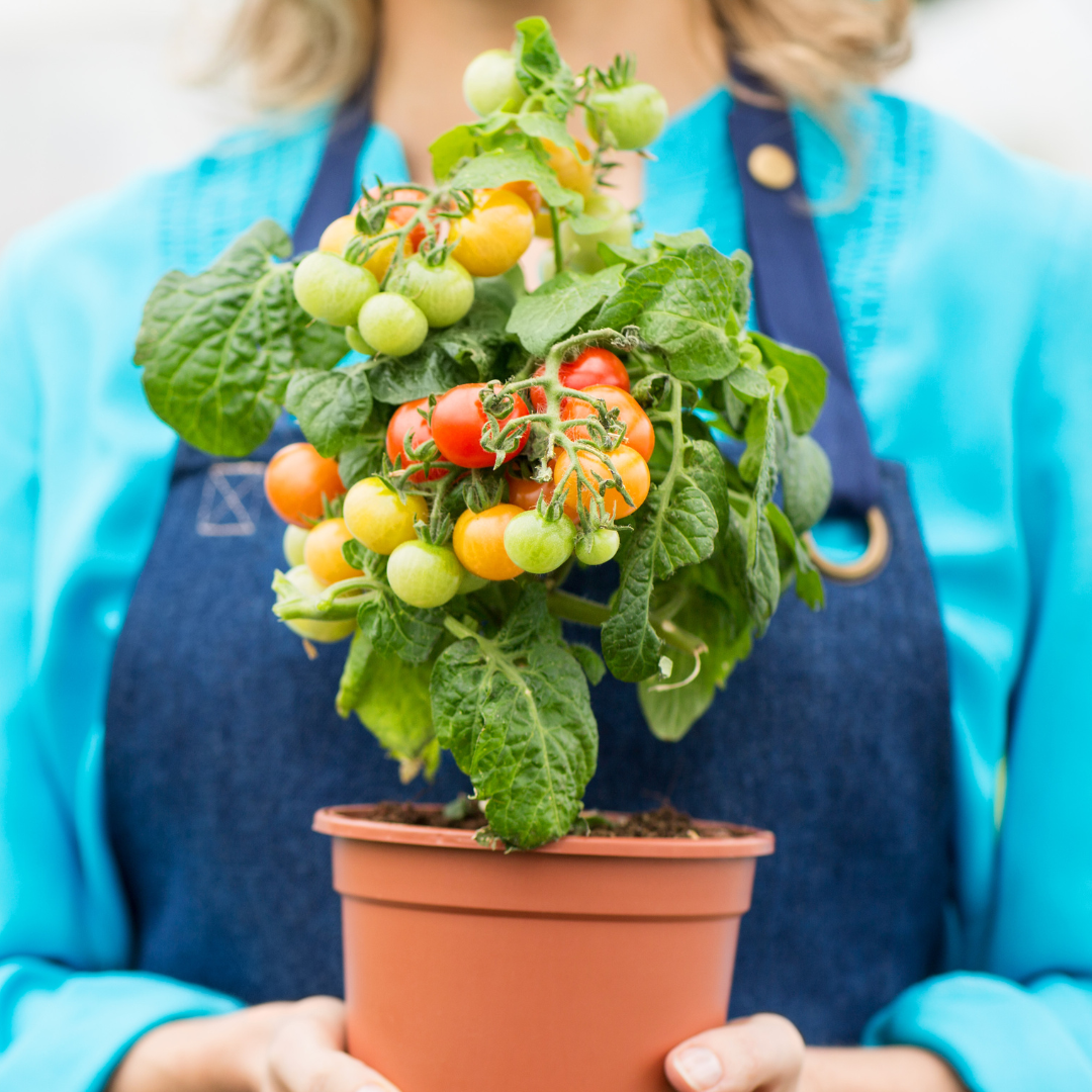 Tomate cerise rouge patio 'Tiny Tim' (plant BIO) – Enracinés