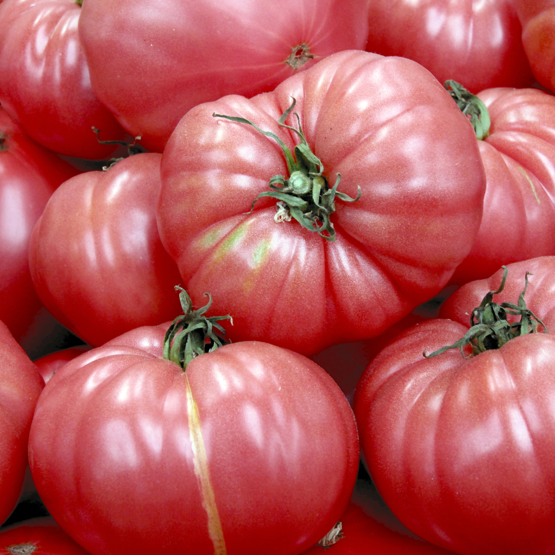 Tomate standard rose Beefsteak 'Rose Aimé' (plant BIO) – Enracinés