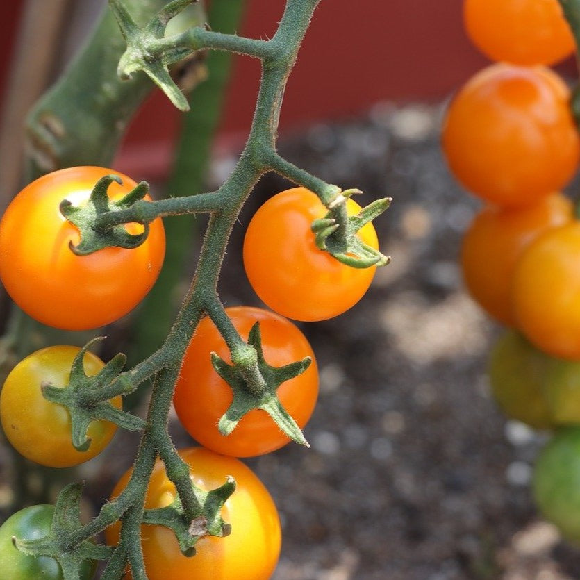 Tomate cerise orange 'Sungold' (plant BIO) – Enracinés