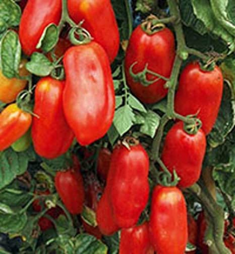 Tomate italienne 'Pozzano' (plant BIO) – Enracinés