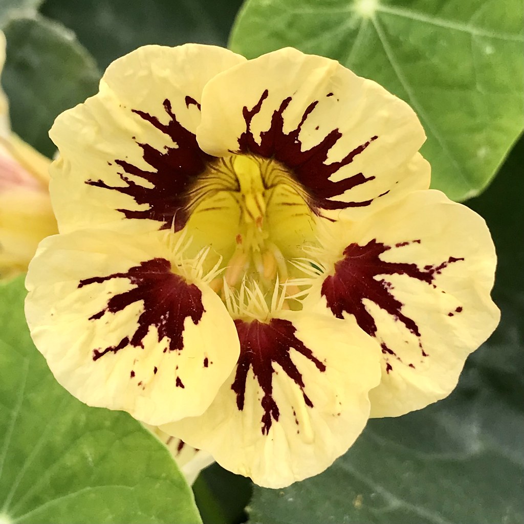 Capucine Orchid Cream Tropaeolum Majus Orchid Cream Enracinés